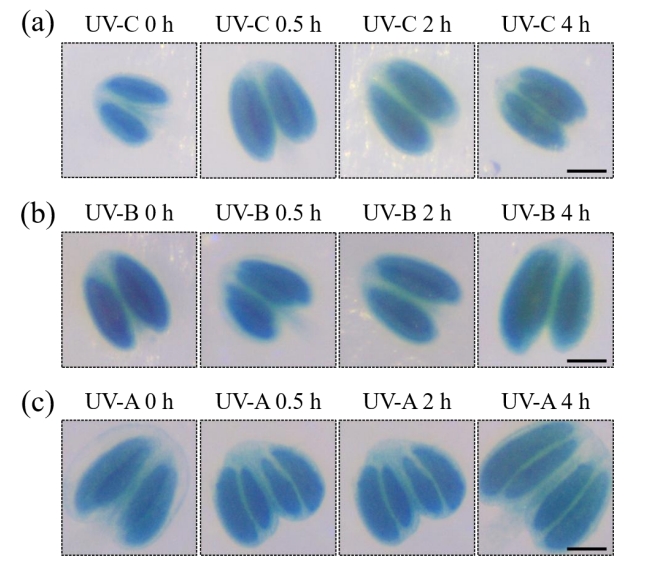 New Phytol [2022 IF8.3 ]中南民族大学生科院刘冰教授团队使用GUS染色试剂盒（目录号：RTU4032）发表文章